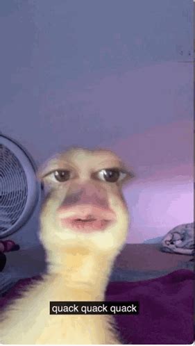 Quack Duck  Quack Duck Ducks Discover And Share S