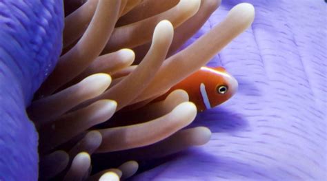 Coral Sea Dreaming Overnight Great Barrier Reef Tours