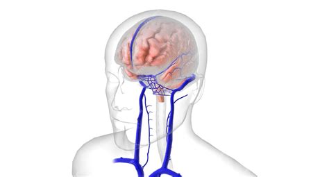 Premium Photo Anatomy Of The Brain And Vasculature