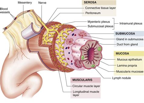 Gastrointestinal Function Basicmedical Key