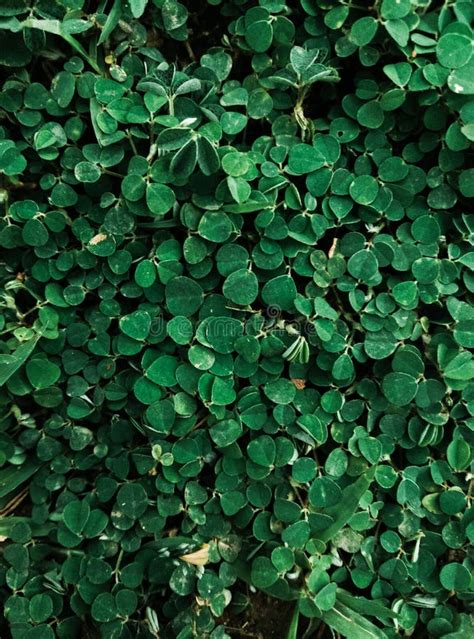 Tiny Leaf Background Stock Image Image Of Natural Growth 255732685