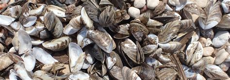 Getting The Zebra And Quagga Mussel Problem Under Control State Of