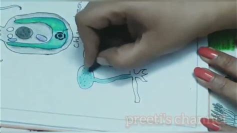 Chlamydomonasbread Mould Penicillium Aspergillus Diagram Class 8