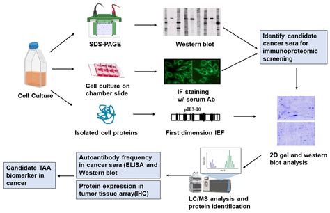 Immunodiagnostic Biomarkers For Hepatocellular Carcinoma Hcc The