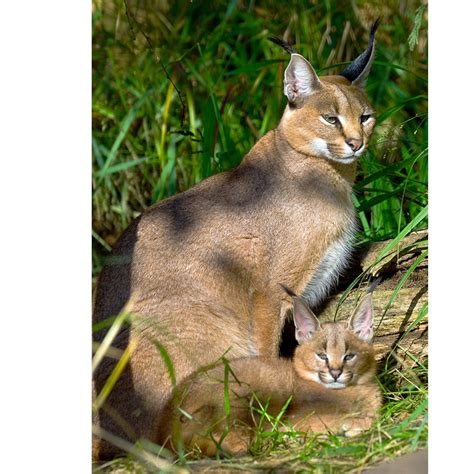 How Much Are Caracal Cats At Clemente Herrera Blog How Much Are Caracal Cats At Clemente Herrera Blog