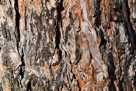 Free Picture Rough Pattern Surface Bark Texture Tree Material Wood