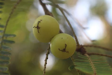 Phyllanthus Emblica L Plants Of The World Online Kew Science