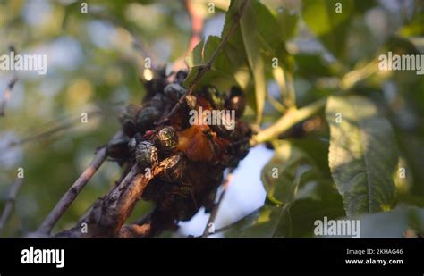 Tree Dung Beetles Stock Videos And Footage Hd And 4k Video Clips Alamy