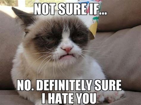 Grumpy Cat Meme I Hate You