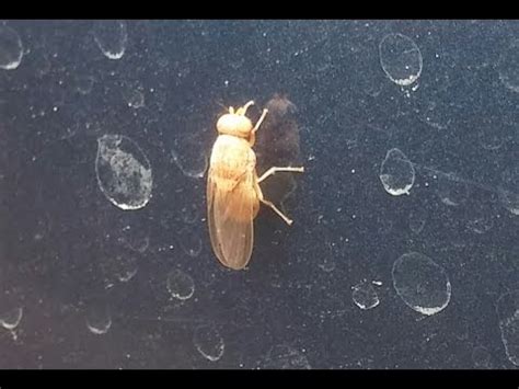 How Rare Are Albino Flies