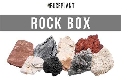 Assorted Rock Box Buce Plant