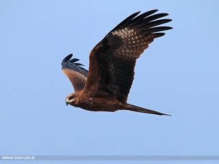 Black Kite Milvus Migrans Black Kite Milvus Migrans Ca Flickr