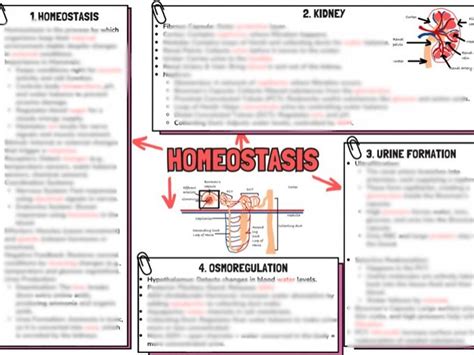 A Level Biology Topic 14 Homeostasis Mind Map Knowledge Organiser