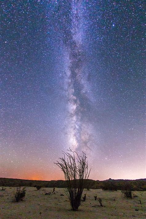 Milky Way And An Ocotillo In Anza Borrego Desert State Park State