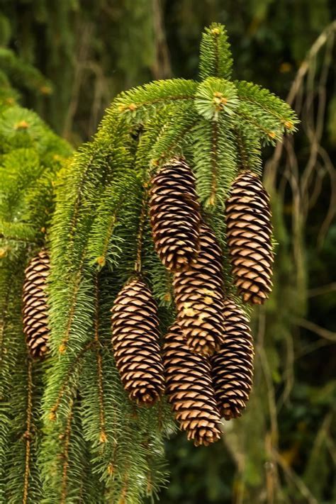 Sugar Pine Cones Pinus Lambertiana Evergreen Cones Pinecone On