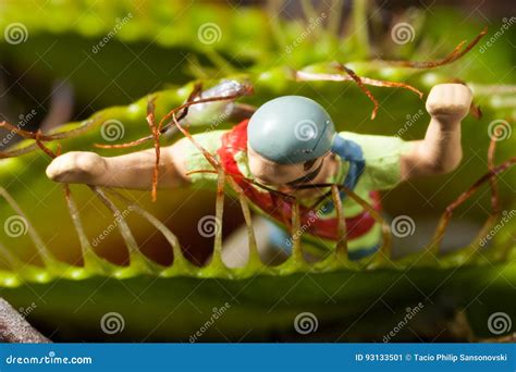 Leaf Eating Insects Stock Image 41325265
