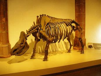Woolly Rhinoceros New World Encyclopedia