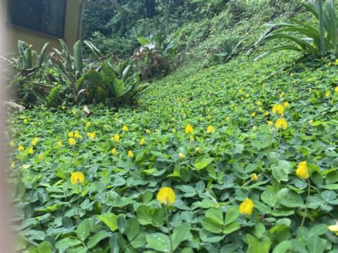 Discover The Wonders Of Peanut Grass A Tropical Ground Cover