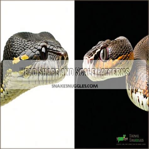 Python Vs Boa Constrictor 5 Shocking Differences You Never Knew Existed