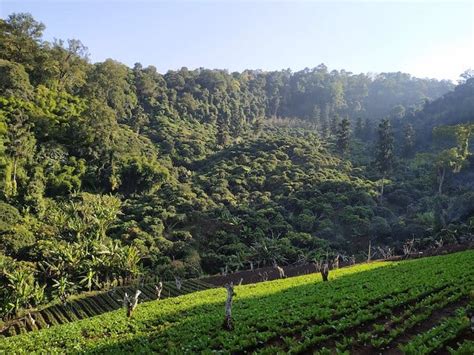 Psychedelic Integration That Actually Works Rageheart