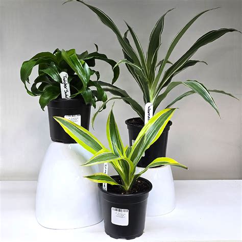 4″ Dracaena Assorted Houseplant Spencers Garden Centre