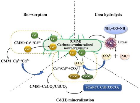 Bio Remediation Of Heavy Metal Contaminated Soil By Microbial Induced