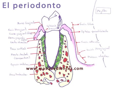 Anatomía Del Periodonto Enfermedad Periodontal Clinvet