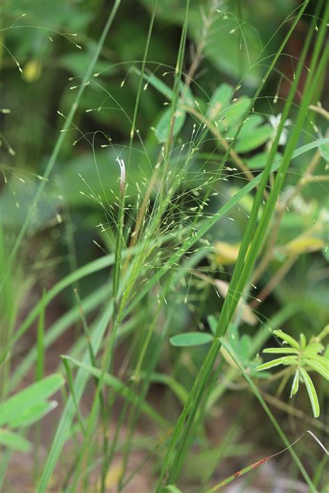 Panicum Pansum Rendle Flora Mundial Plantas De La Flora Mundial Pl Ntnet Identify