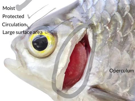 Solvedunder What Conditions Might It Be Advantageous For A Fish To