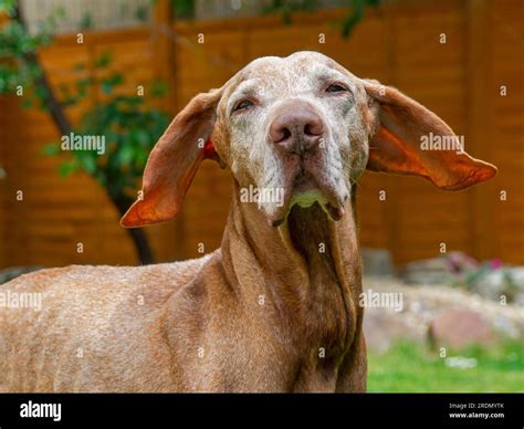 Vizsla Dog