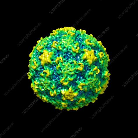 Human Rhinovirus Molecular Model Stock Image C0302652 Science
