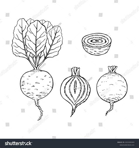 Set Beet Outline Hand Drawn Vector Stock Vector Royalty Free