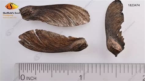 Acer Palmatum Ssp Matsumurae Suminagashi Dry Seed Common Bonsaihardwood Sumi Nagashi