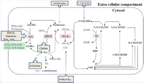 The Folate Mediated One Carbon Metabolism And Interactions With Dietary