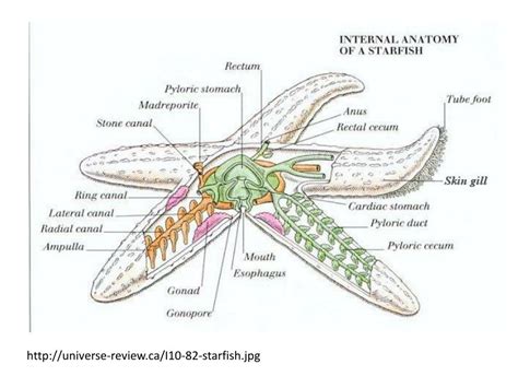 Ppt Phylum Echinodermata Powerpoint Presentation Free Download Id 1982251