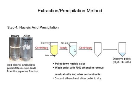 What Is Dna Extraction In Biotechnology At John Mallery Blog