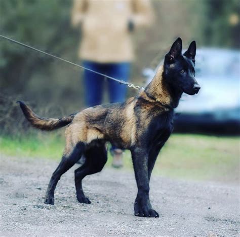 Dutch Shepherd Artofit