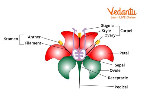 Definition Of Receptacle In Plants At Jamie Mealmaker Blog