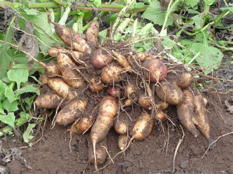 Yacon Root Benefits Natural Sweetener And Gut Health Boost