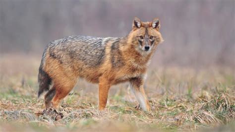 Types Of Wild Dogs 33 Wild Dog Species With Pictures