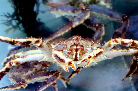 Alta Akvarie Kongekrabbe Storekorsnes Aquarium Kingcrab