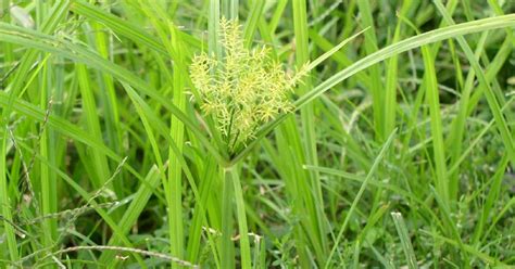 Yellow Nutsedge