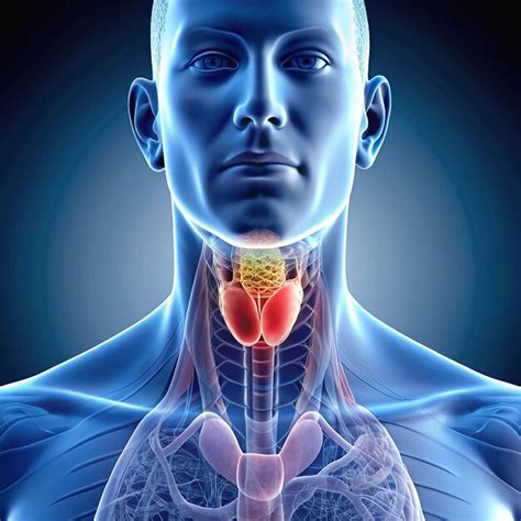 Thyroid Swelling In Neck Detailed Pictures And Symptoms Premium Ai