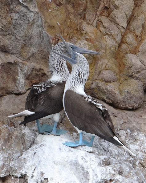Blue Footed Booby Sula Nebouxii