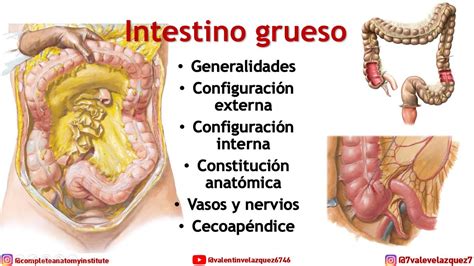 Anatomía Del Intestino Humano Ciencias Biologicas Anatomia Y