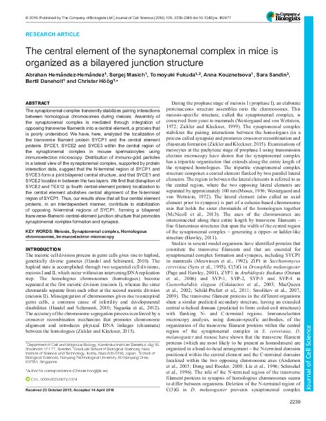 Pdf The Central Element Of The Synaptonemal Complex In Mice Is