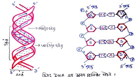 Dna Replication Process In Details Ppt Format Pptx