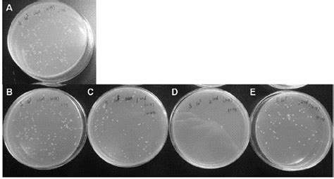 Polyion Liquid Antimicrobial Composite Film And Preparation Method