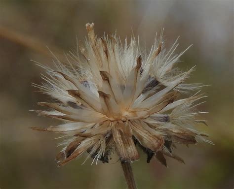 Tridax Procumbens Leon Levy Native Plant Preserve