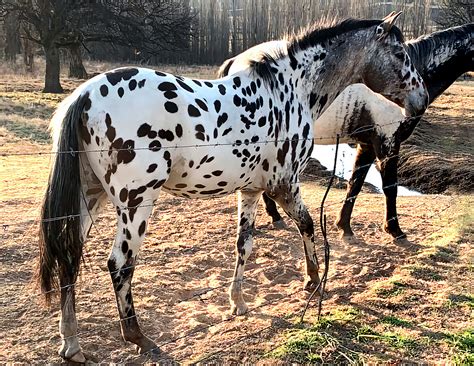 Appaloosa Horse Breeders In Arizona At Armand Dunn Blog